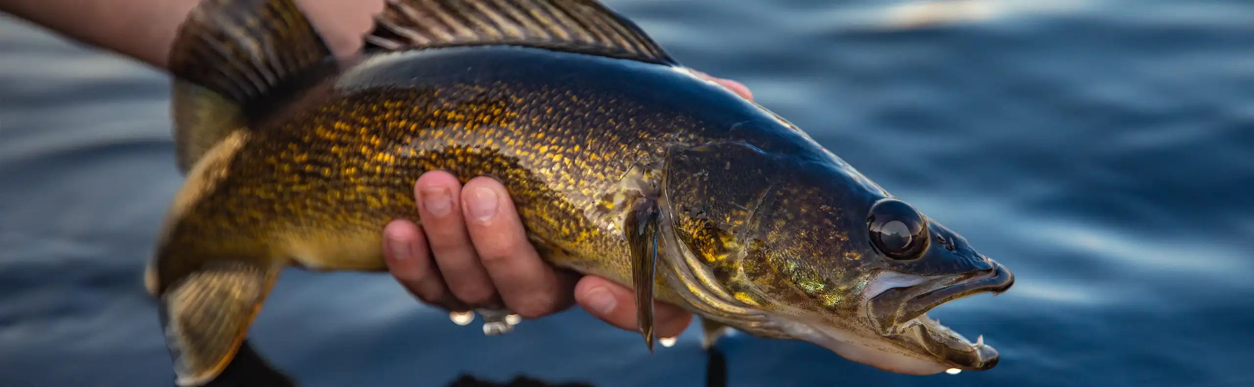 Walleye Trolling Rods - The Best in 2024